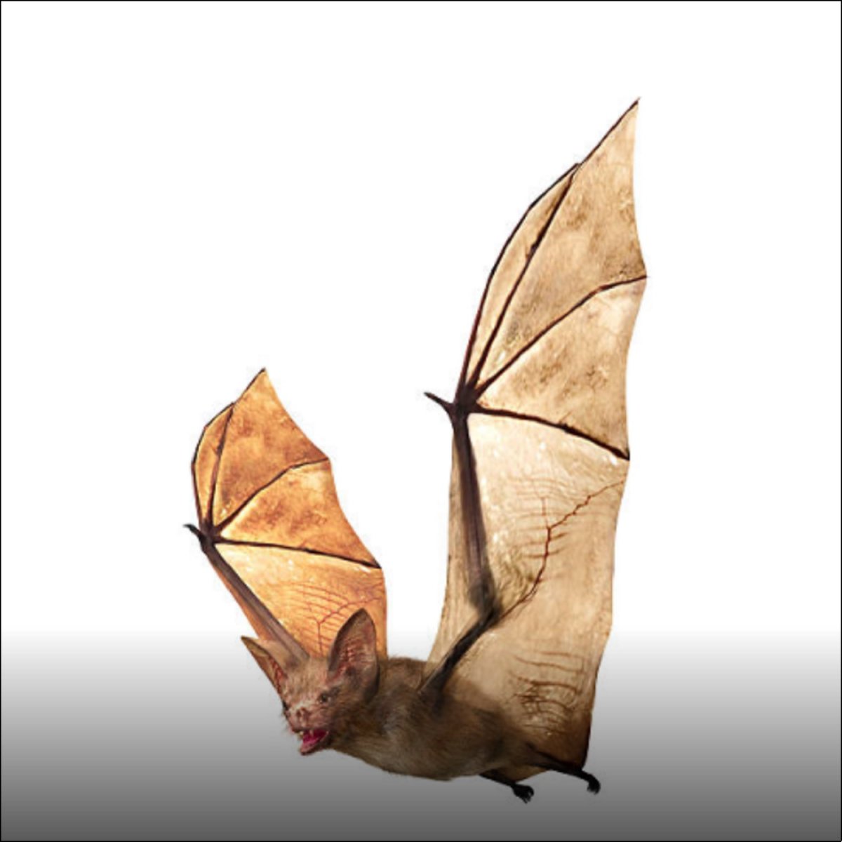 Flagermus - Alterna Webshop